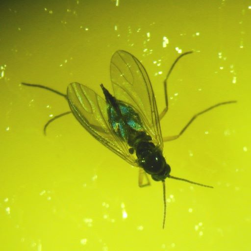 Monitoring sciarid and shore flies in protected ornamental crops | AHDB