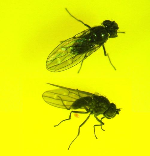 Monitoring sciarid and shore flies in protected ornamental crops | AHDB