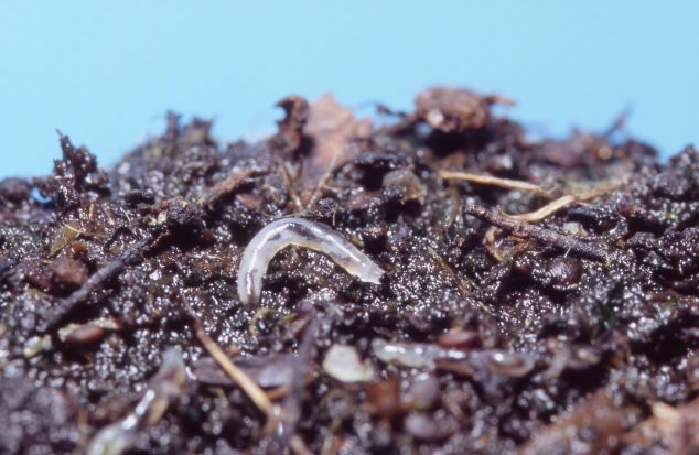 Cultural and biological control of sciarid and shore flies in protected ...