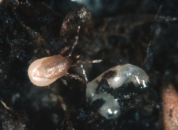 Cultural and biological control of sciarid and shore flies in protected ...