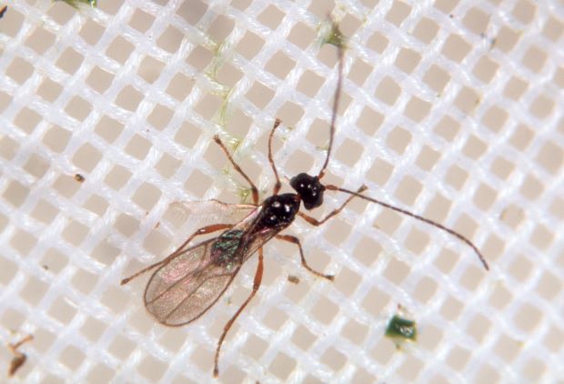 Cultural and biological control of sciarid and shore flies in protected ...