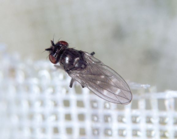 Recognition and biology of sciarid and shore flies in protected ...