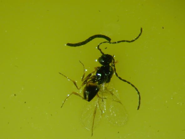 Cultural and biological control of sciarid and shore flies in protected ...