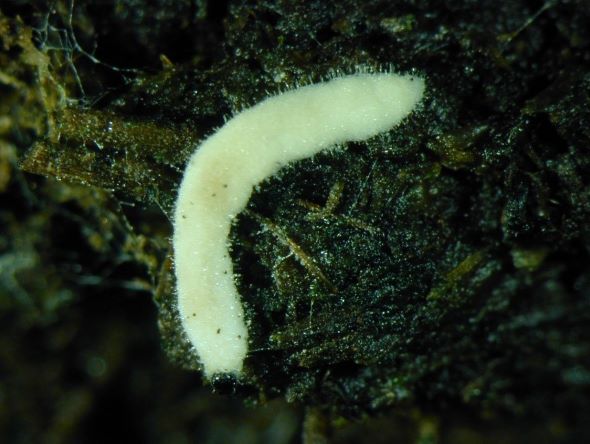 Cultural and biological control of sciarid and shore flies in protected ...