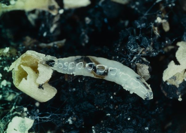 Recognition and biology of sciarid and shore flies in protected ...