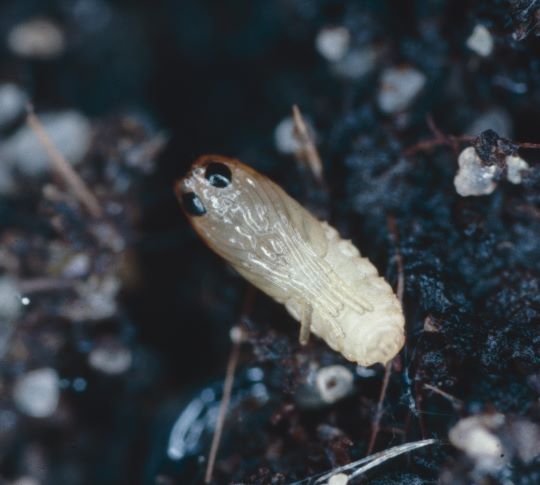 Recognition and biology of sciarid and shore flies in protected ...