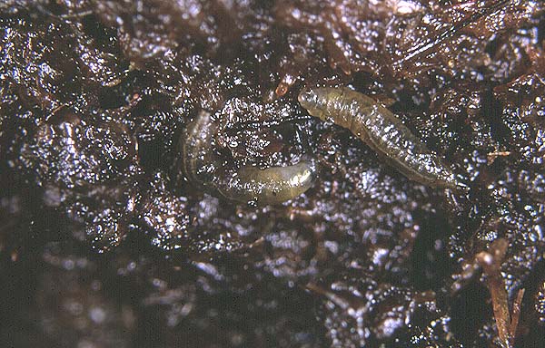 Recognition and biology of sciarid and shore flies in protected ...