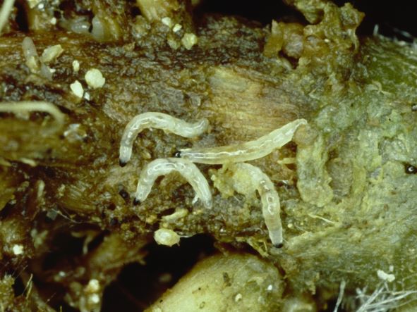 Sciarid fly damage and shore fly problems in protected ornamentals | AHDB