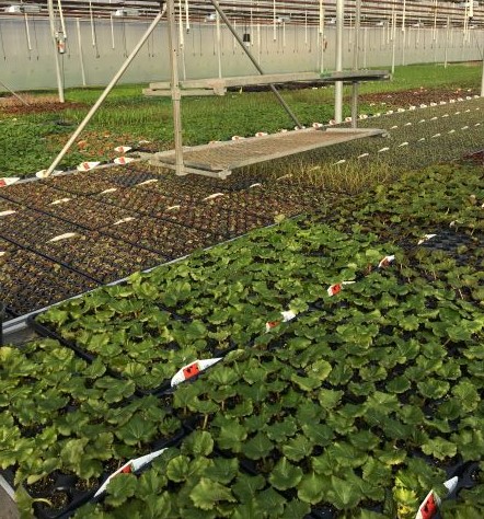 Cultural and biological control of sciarid and shore flies in protected ...