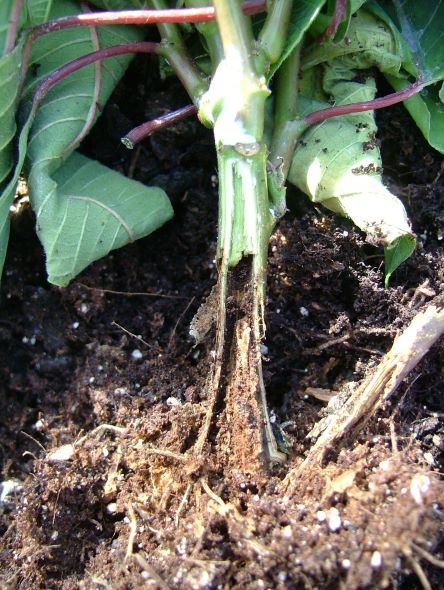 Integrated control of sciarid and shore flies in protected ornamental ...