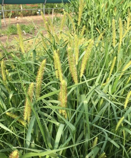 Ornamental grasses suitable for use as ‘fillers’ in mixed bouquets | AHDB