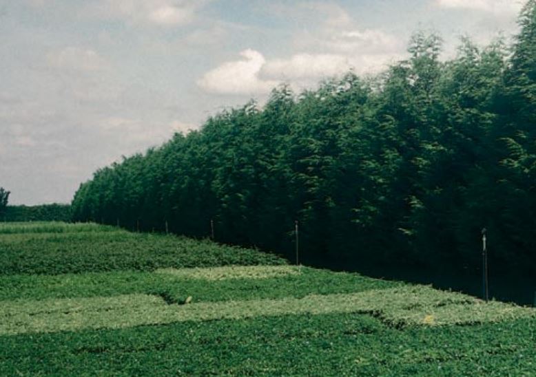How to protect your container-grown nursery stock over winter | AHDB