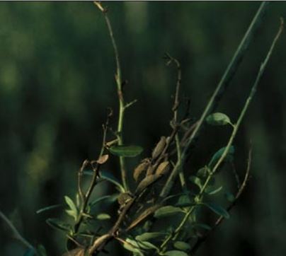 Symptoms of winter-injury of container grown nursery stock | AHDB
