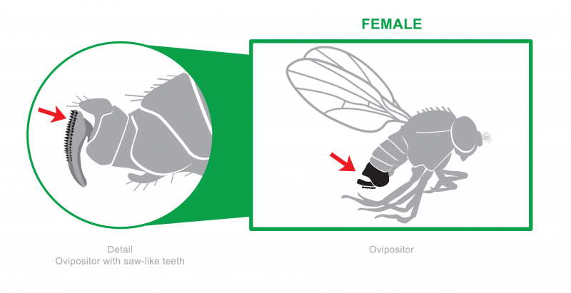 How to identify spotted wing drosophila | AHDB