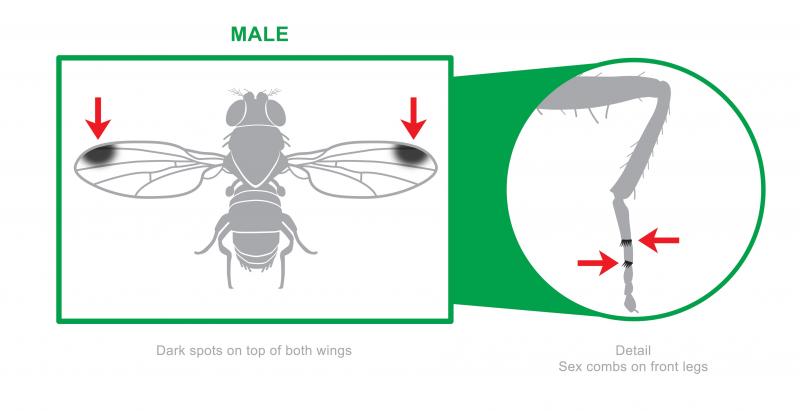 How to identify spotted wing drosophila | AHDB