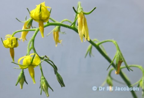 Tomato flower structure and fertilisation | AHDB