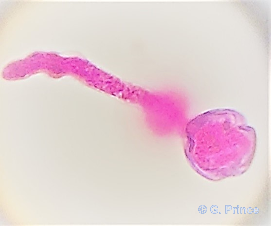 Fruit set and pollen viability | AHDB