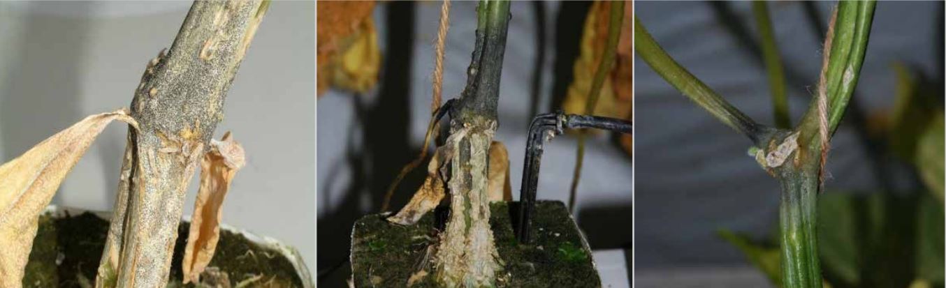 Symptoms of Mycosphaerella on cucumber | AHDB