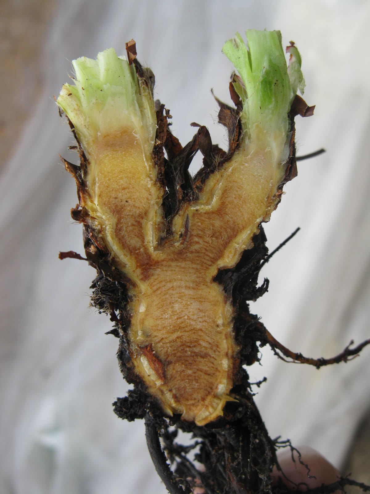 Strawberry cold injury: assessing critical damage | AHDB