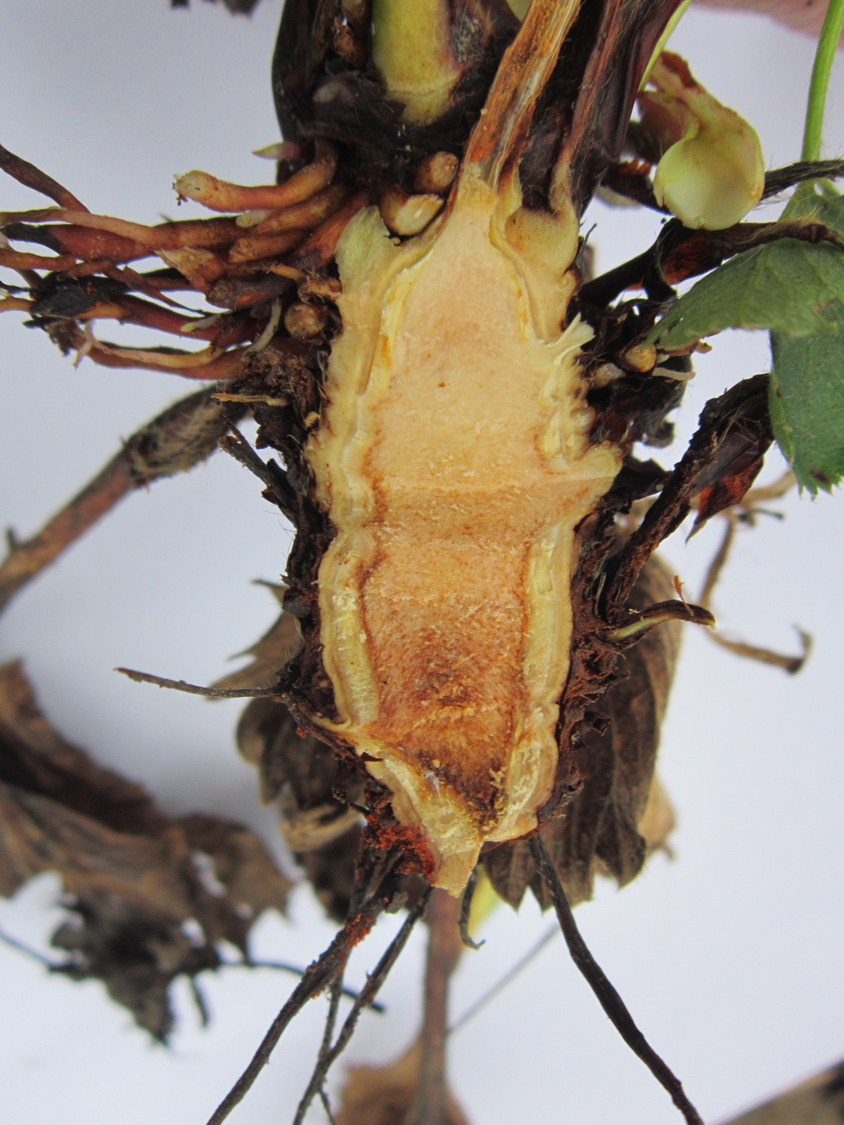 Strawberry cold injury: assessing critical damage | AHDB