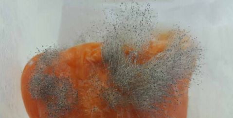 Pepper fruit rots: disease recognition and biology | AHDB