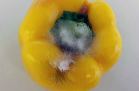 Minor fruit rots of pepper | AHDB