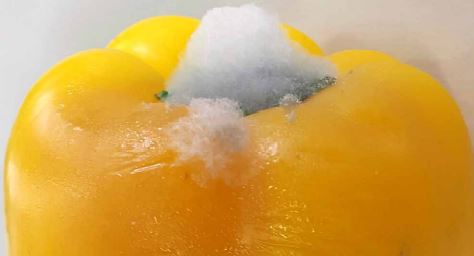 Pepper fruit rots: disease recognition and biology | AHDB