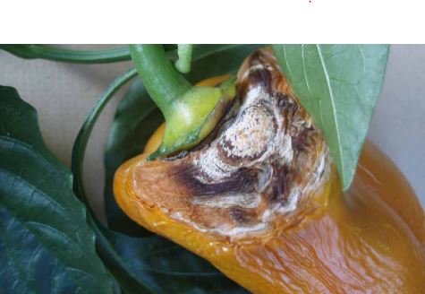 Pepper fruit rots: disease recognition and biology | AHDB