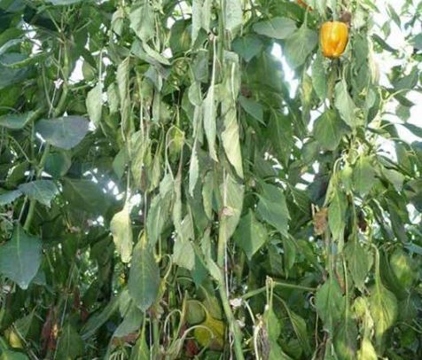 Pepper fruit rots: disease recognition and biology | AHDB