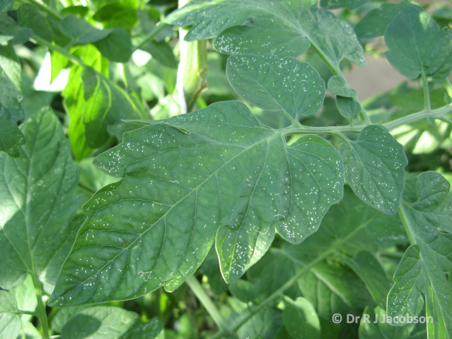 Tomato crop damage caused by the leafminers, Tuta absoluta and ...