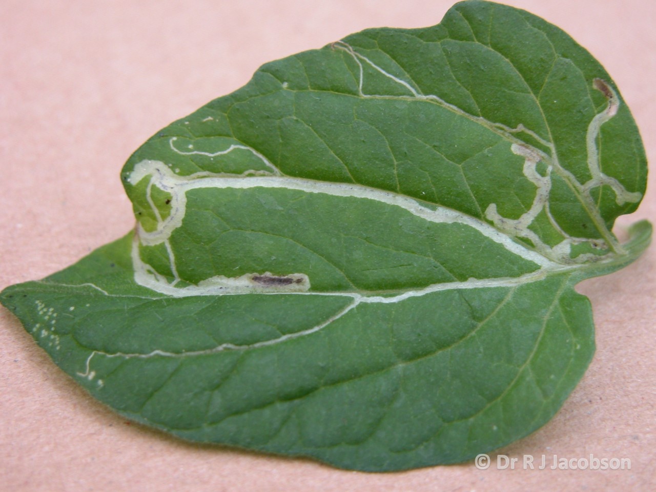 Tomato crop damage caused by the leafminers, Tuta absoluta and ...