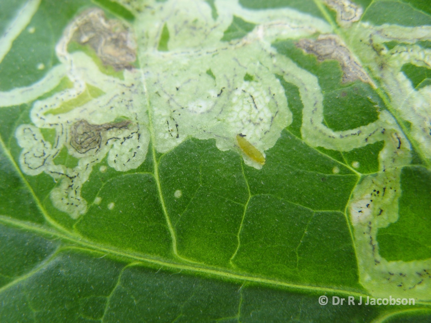 Tomato crop damage caused by the leafminers, Tuta absoluta and ...