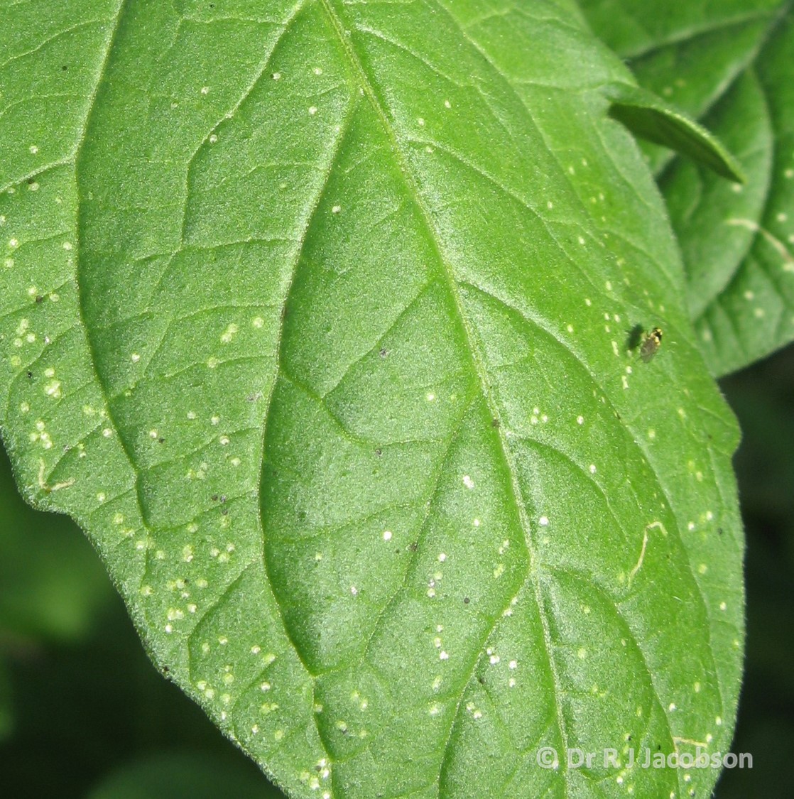 Biological features of the leafminers, Tuta absoluta and Liriomyza spp ...
