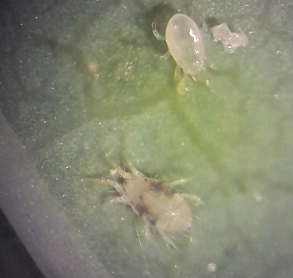 Integrated pest management (IPM) of mites | AHDB
