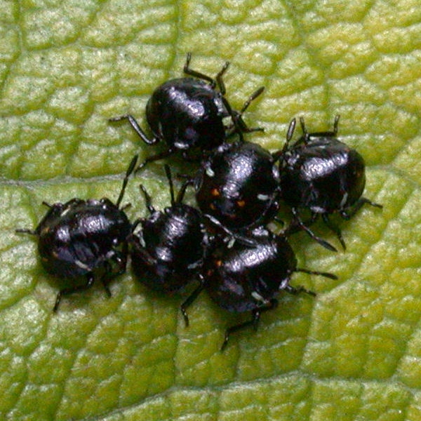 Southern green shieldbug: life cycle | AHDB