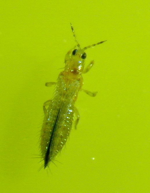 Sources of thrips infestations in protected ornamental crops and ...