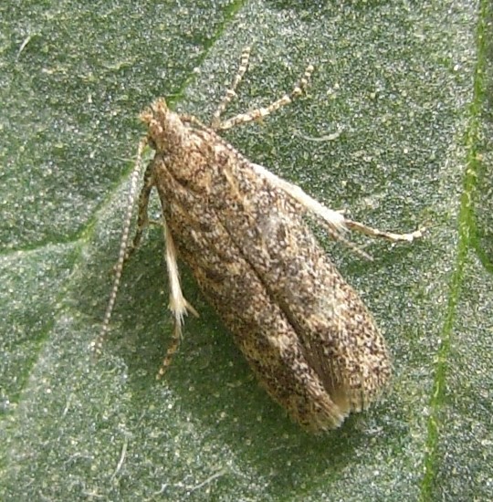 Tuta absoluta: Biology and behaviour | AHDB