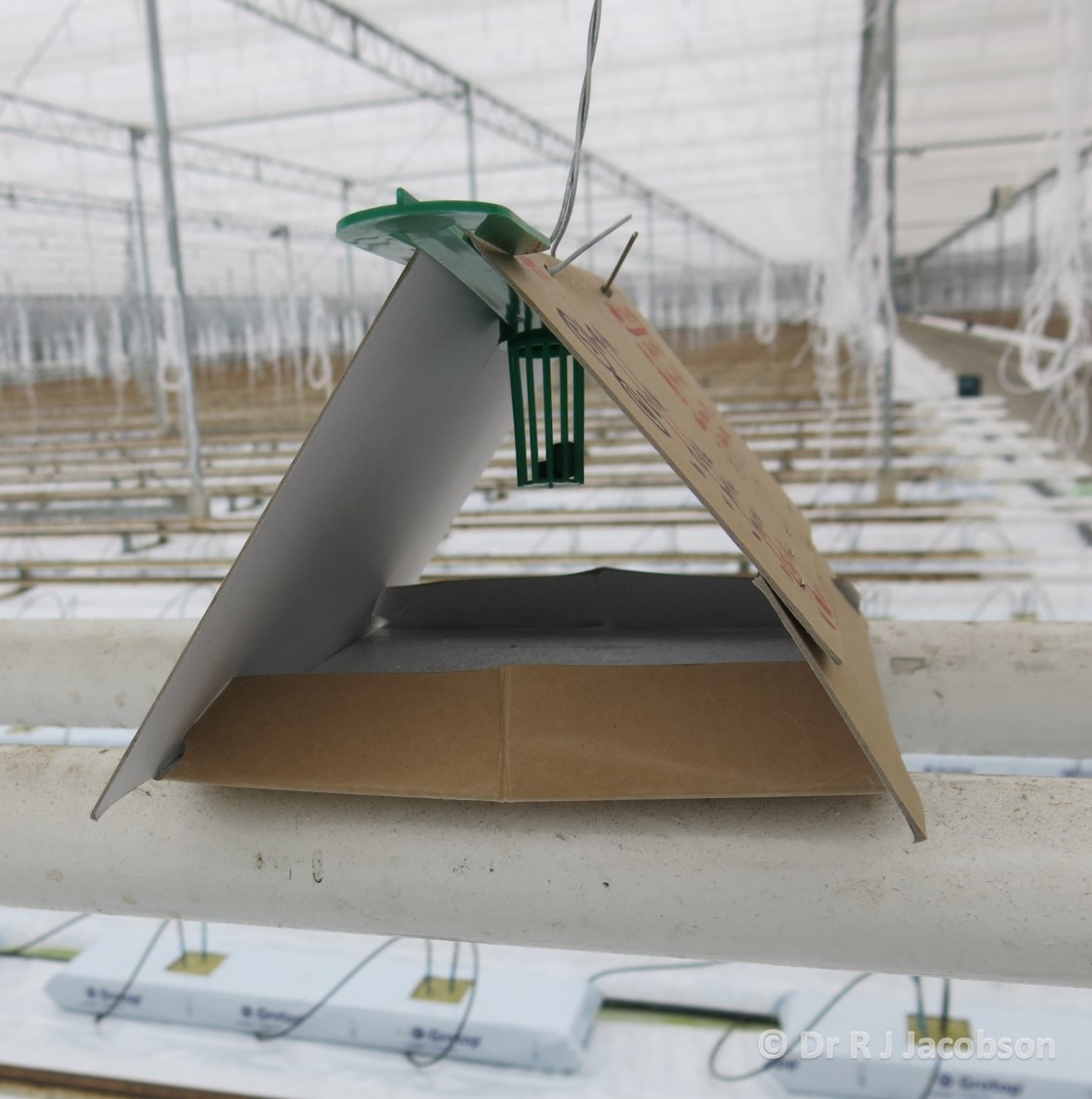 Monitoring Tuta absoluta populations in crops | AHDB