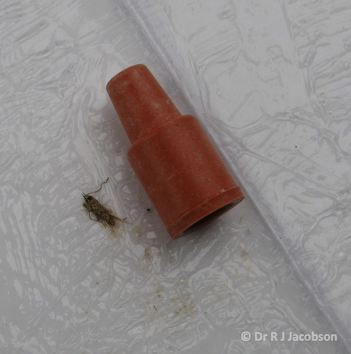 Monitoring Tuta absoluta populations in crops | AHDB