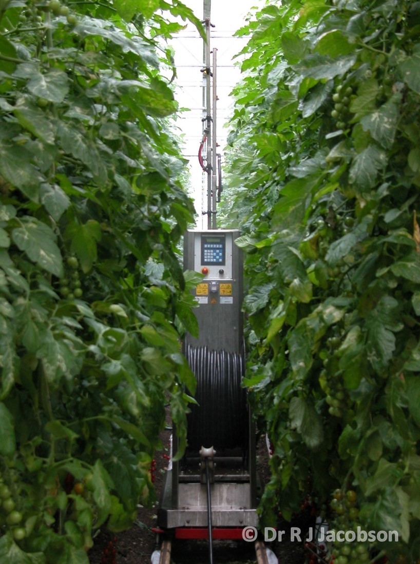 Control measures used within the Tuta absoluta IPM strategy | AHDB