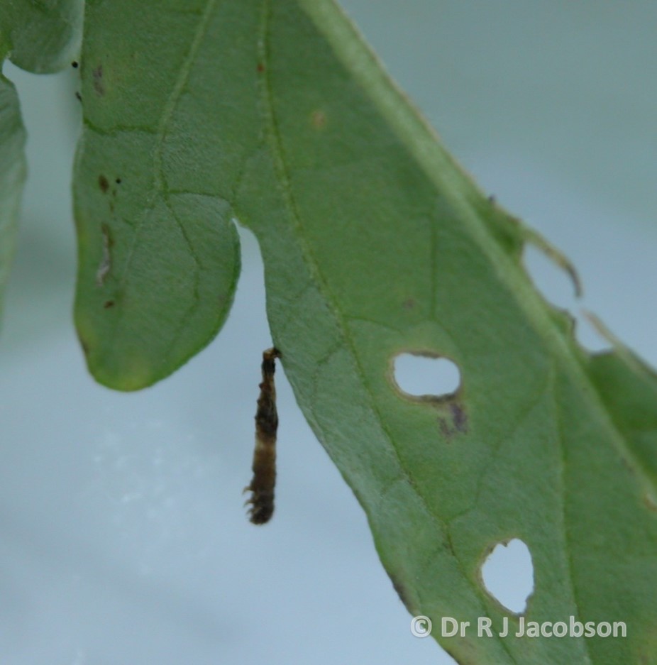 Control measures used within the Tuta absoluta IPM strategy | AHDB