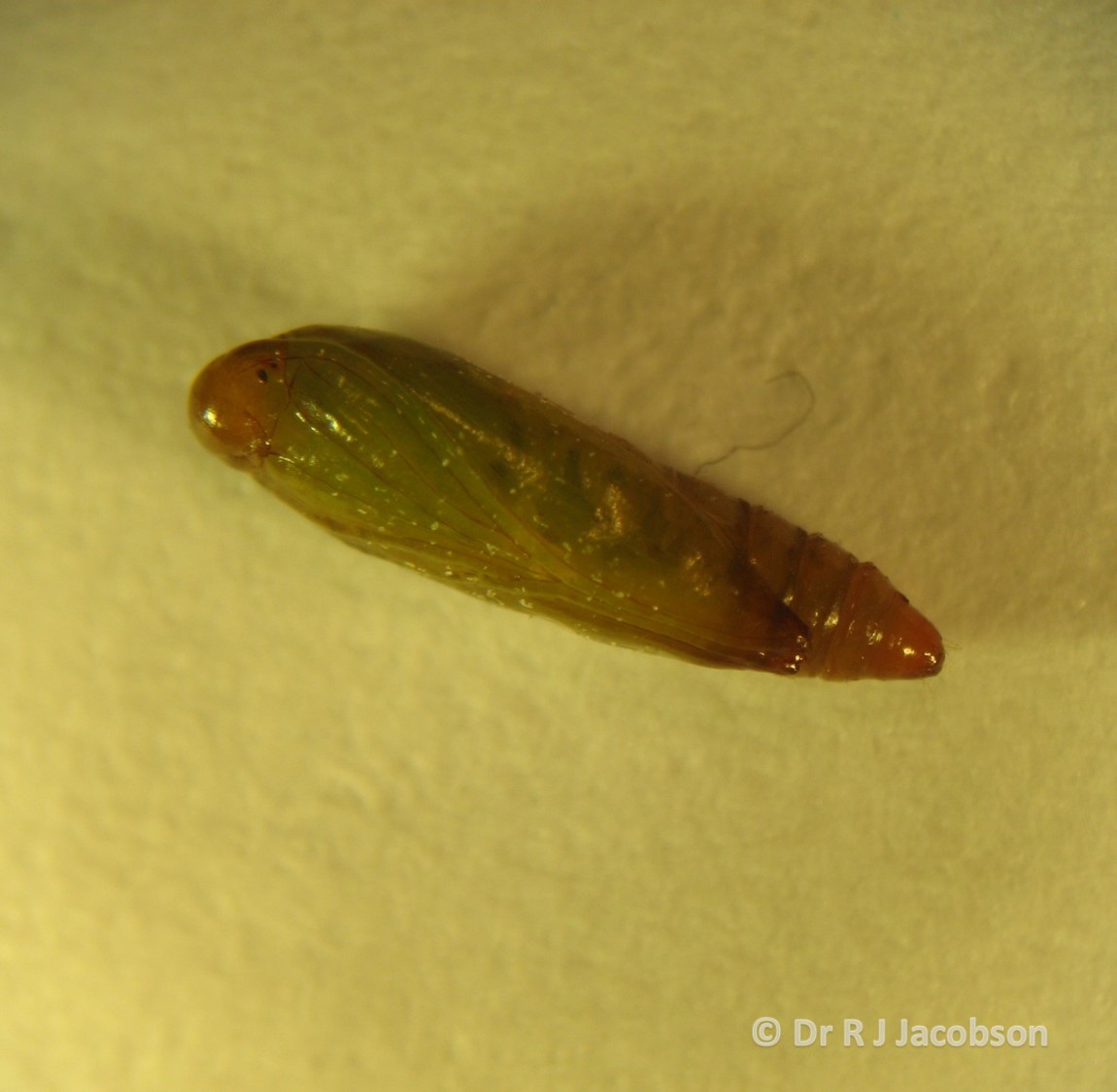 Tuta absoluta: Biology and behaviour | AHDB