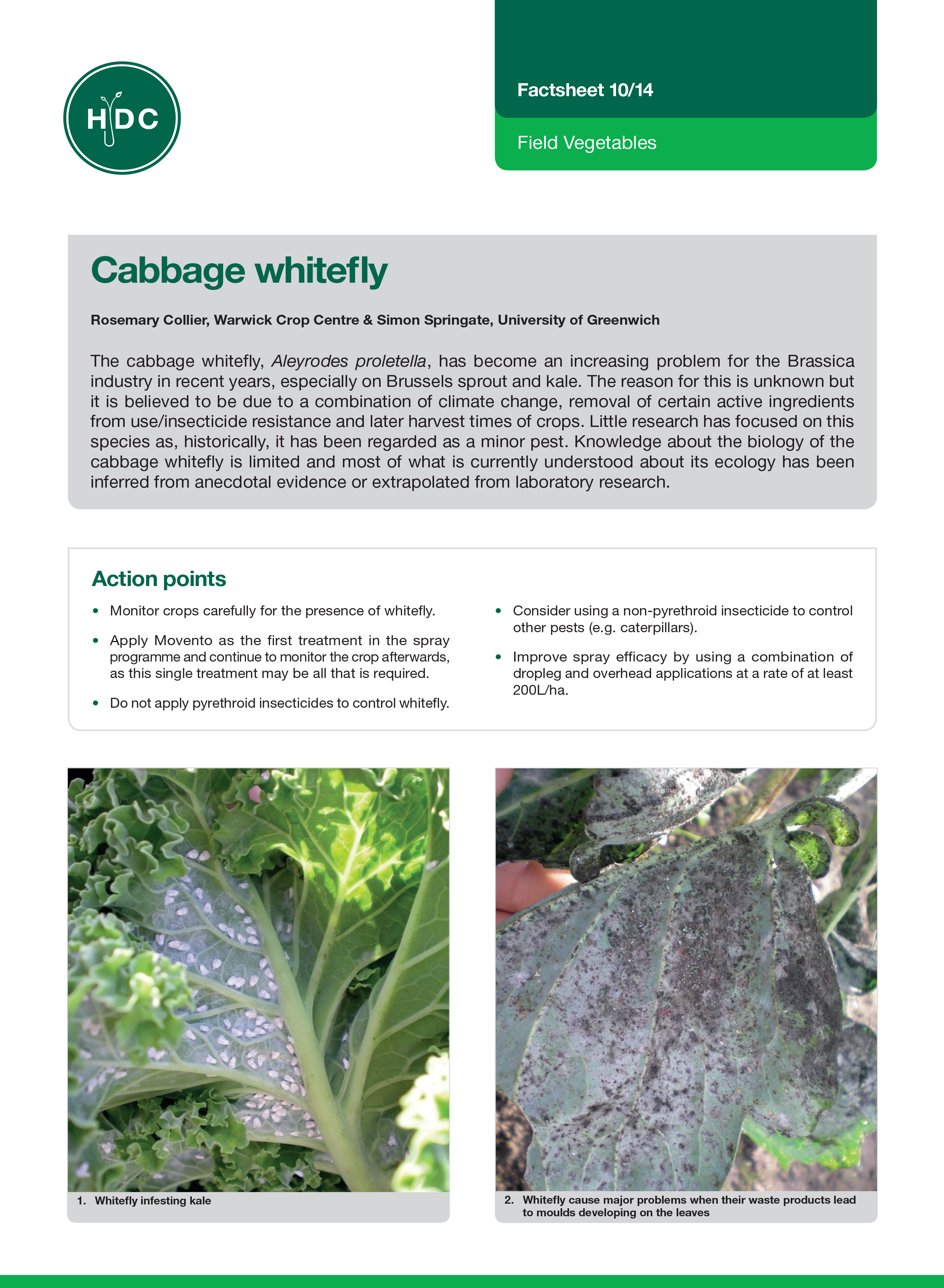 Cabbage whitefly | AHDB