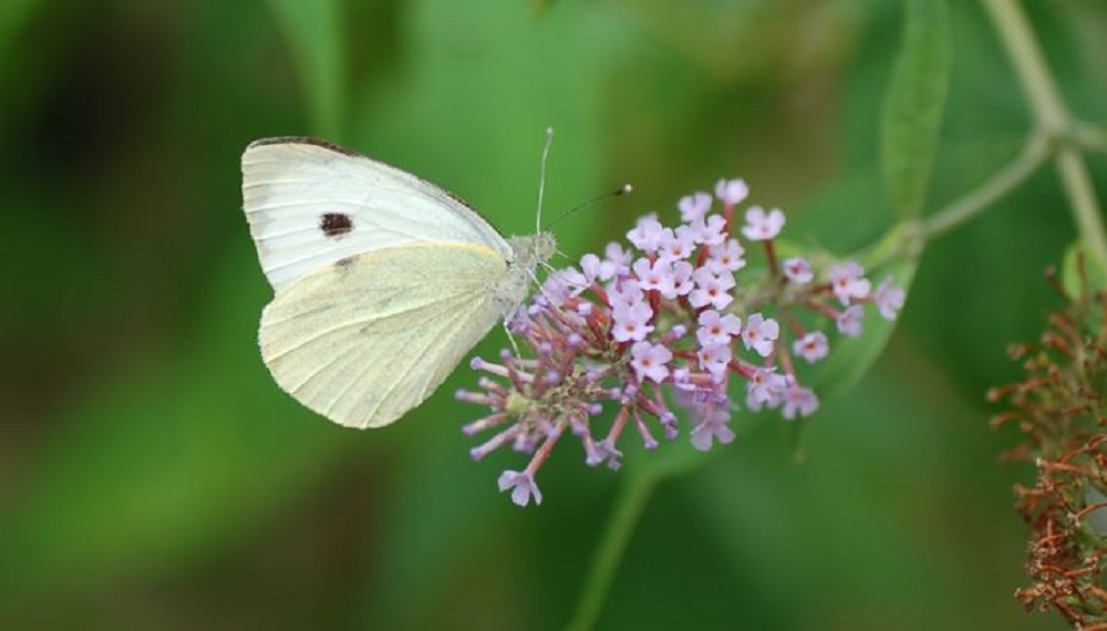 Biology and management of the large white butterfly on brassicas | AHDB