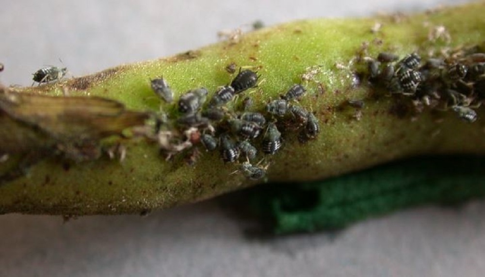 Management of the black bean aphid in field beans and sugar beet | AHDB