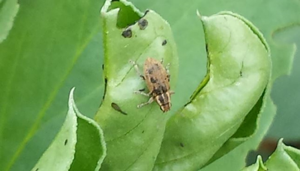 Management of pea and bean weevils in peas and field beans | AHDB