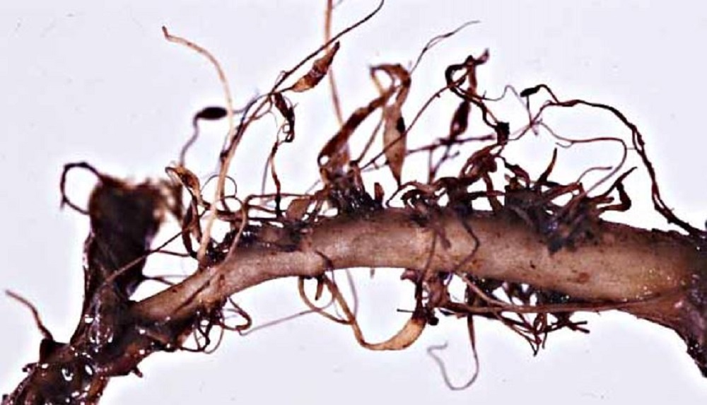 Biology of root knot nematodes in sugar beet crops | AHDB
