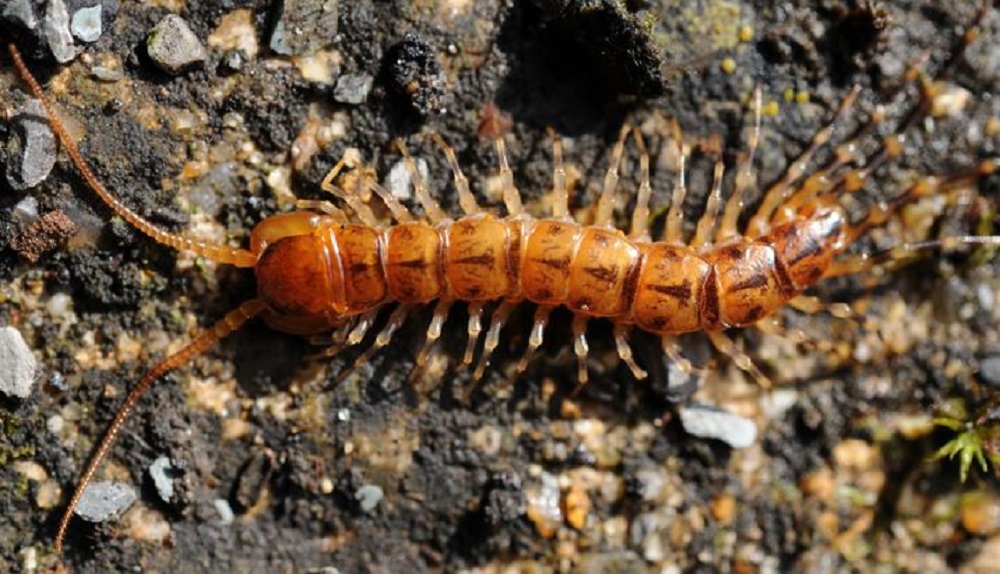 How to encourage natural enemies of field crop pests | AHDB