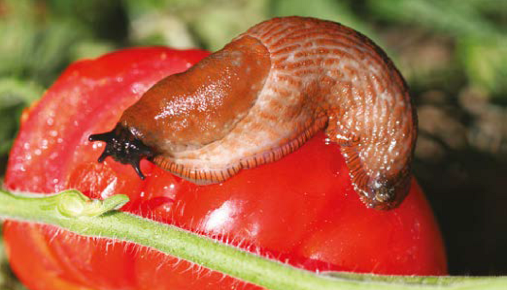 Integrated slug control | AHDB