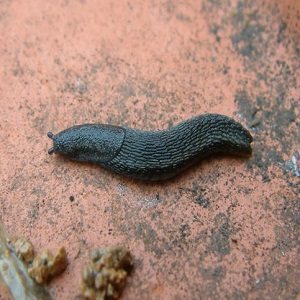 What are the main slug species of UK crops? | AHDB